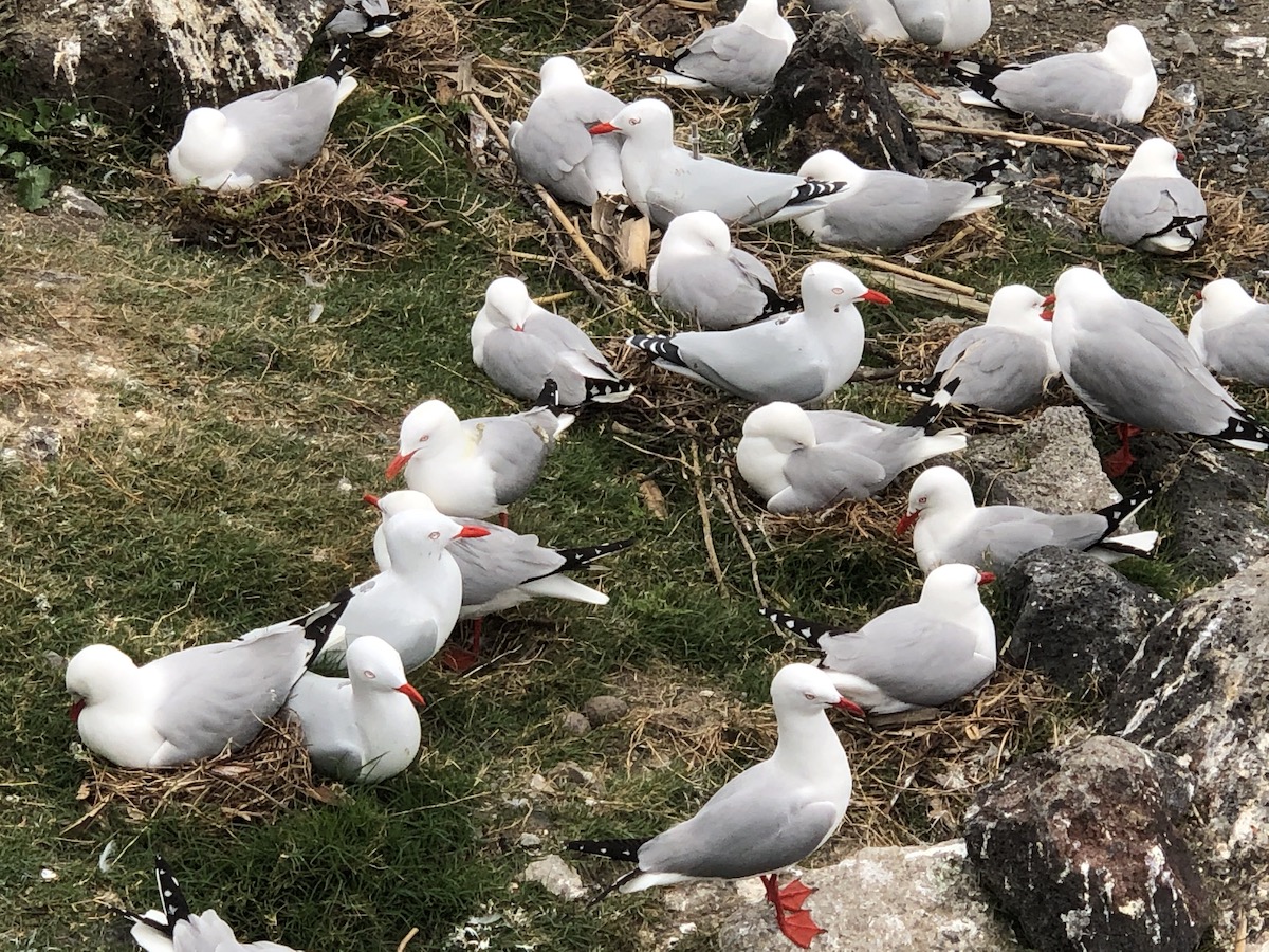 Red-billed gull decoys – Shaun Lee